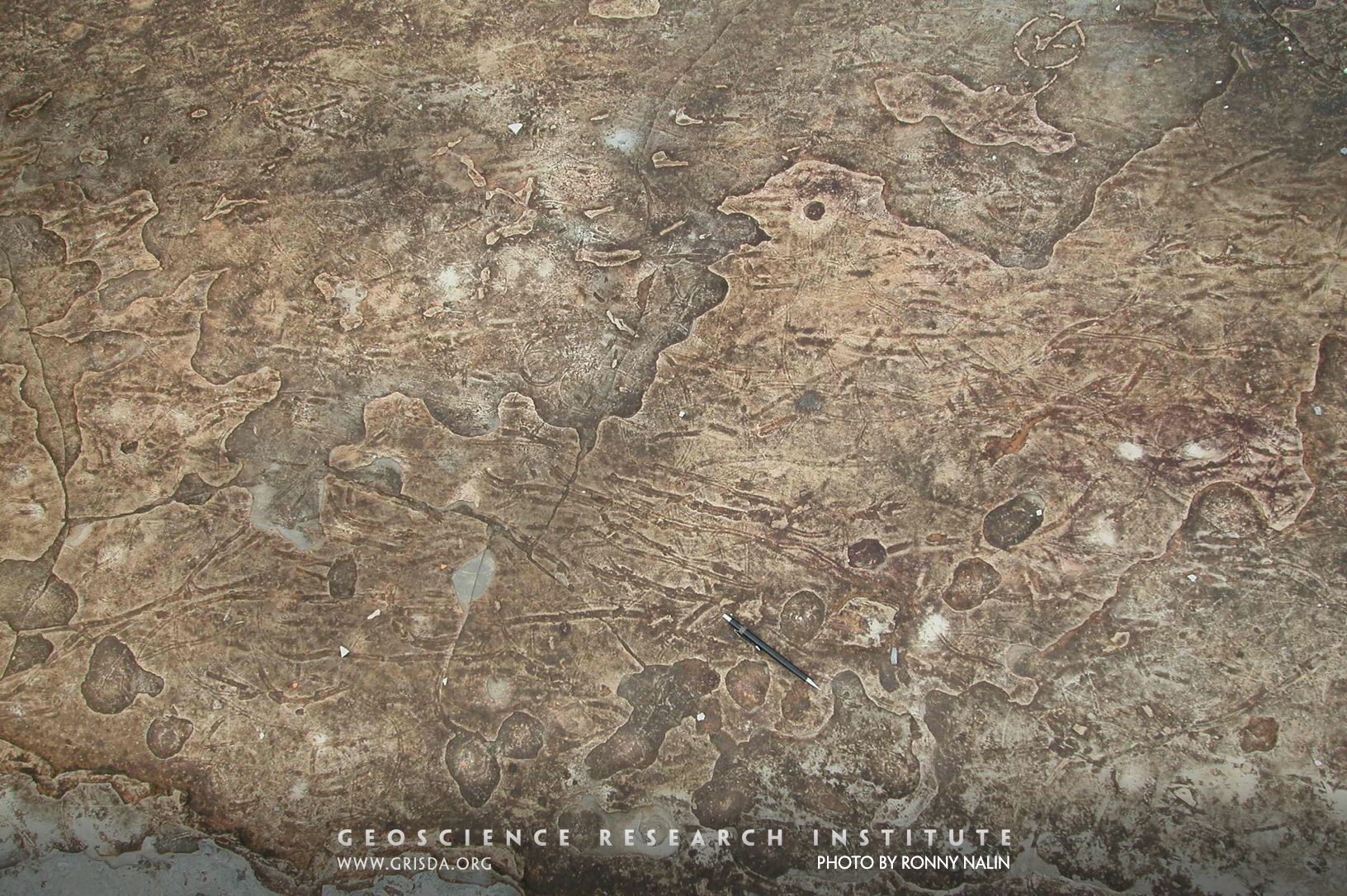 Geoscience Research Institute | Paleontology