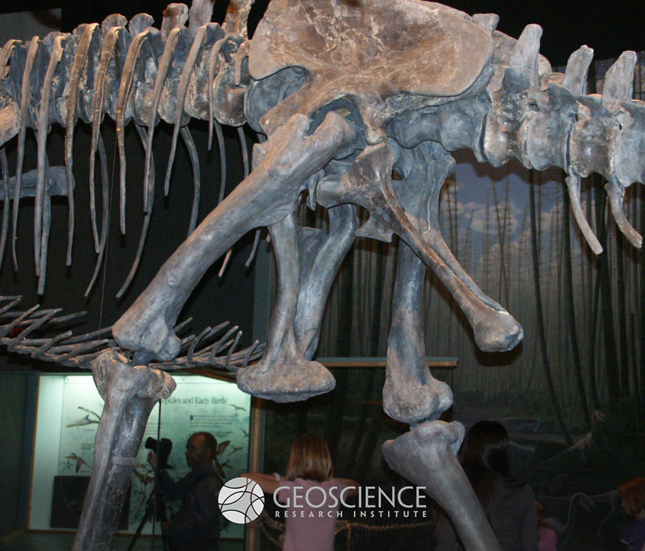 Geoscience Research Institute | Paleontology
