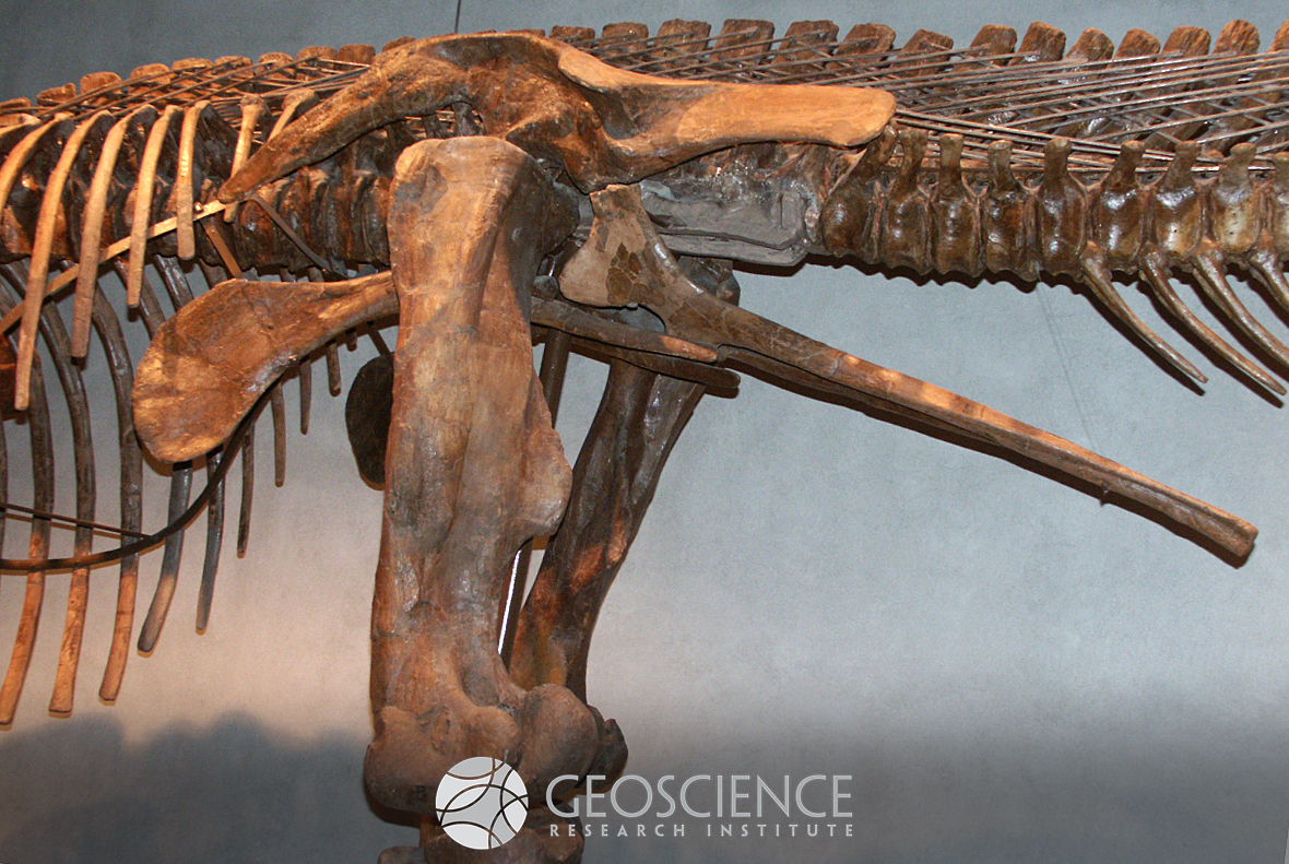 Geoscience Research Institute | Paleontology